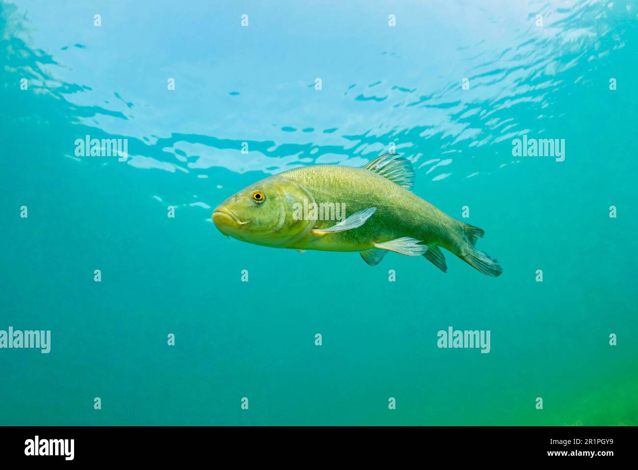 Tench underwater hi-res stock photography and images - Alamy