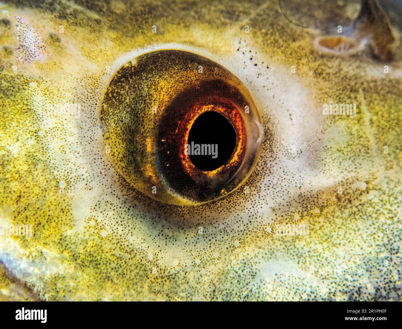 Eye close hi-res stock photography and images - Alamy