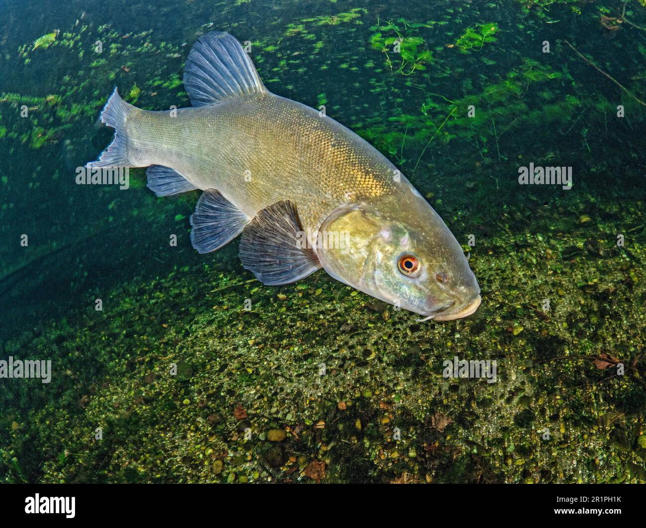 Tench lake hi-res stock photography and images - Alamy