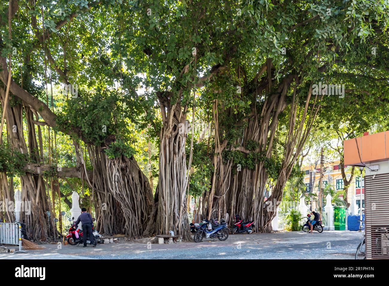 Banyan fig tree, ficus tree, (Ficus benghalensis), Bangkok, Thailand ...