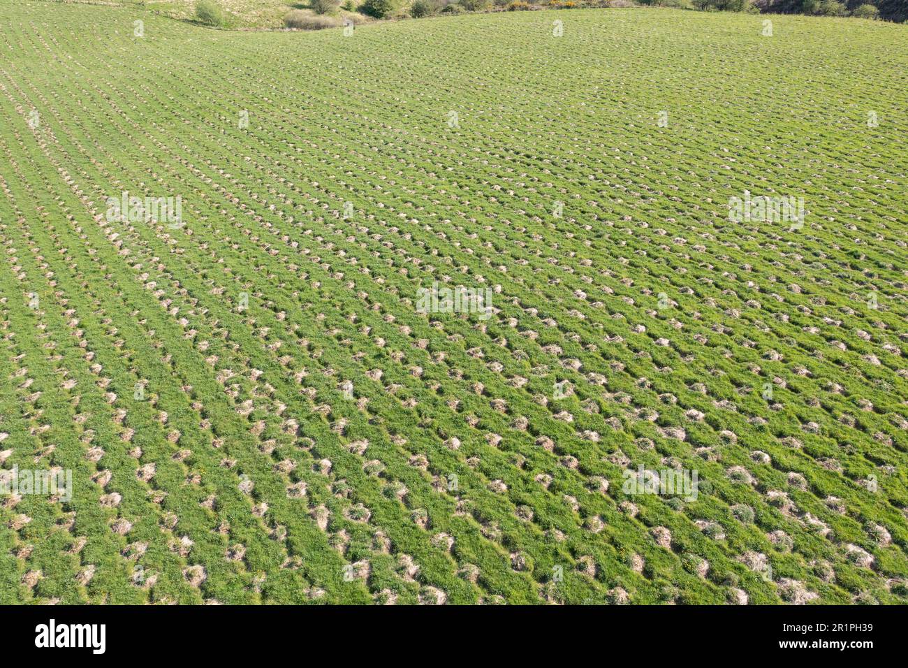 Aerial view of upland Banc farm in The Brechfa Forest one year after it ...