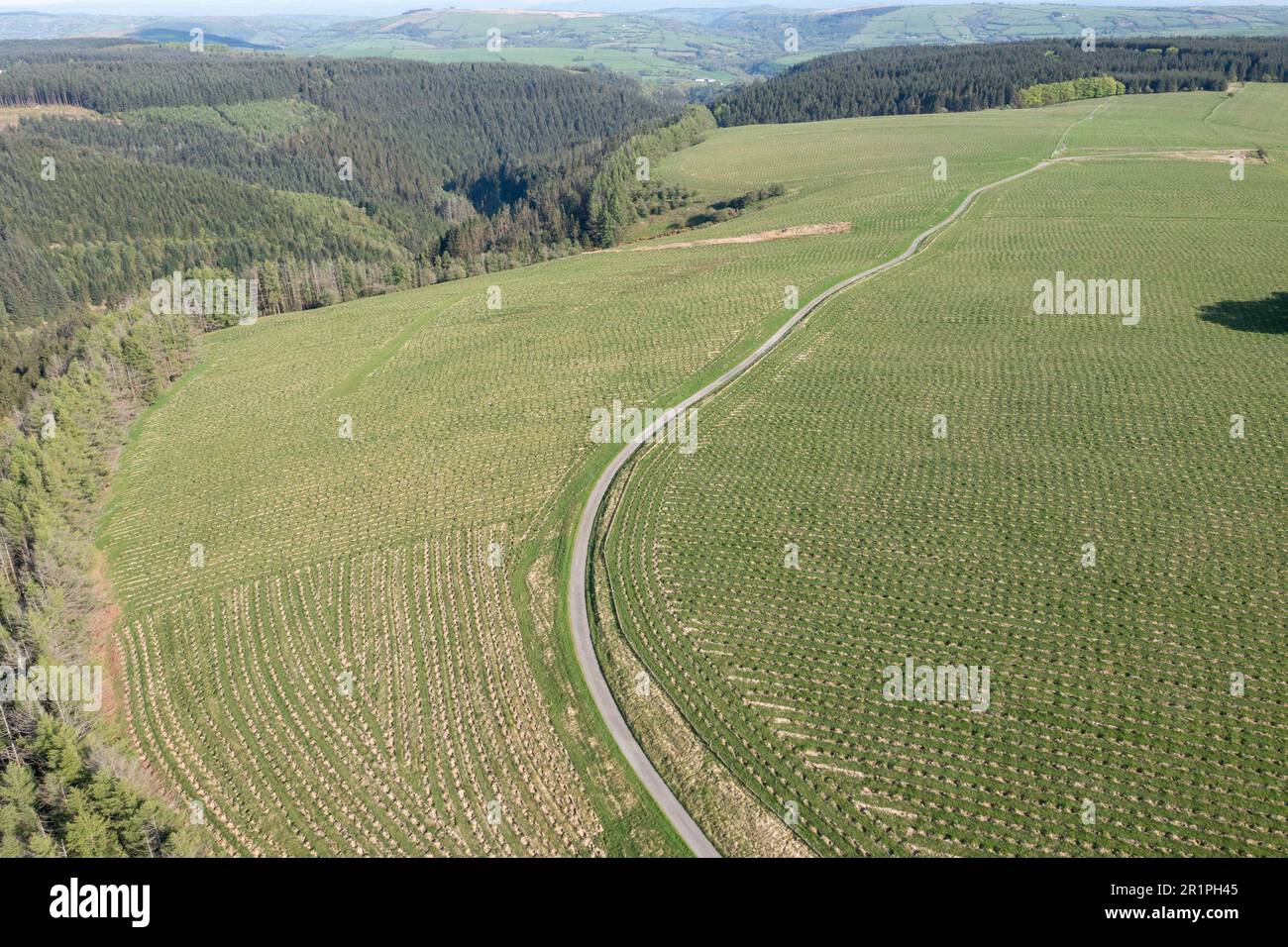 Aerial view of upland Banc farm in The Brechfa Forest one year after it ...