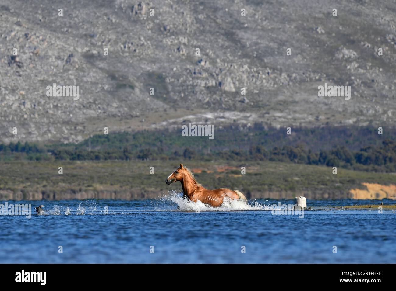 Wild horse in the Bot River, Overberg, South Africa Stock Photo - Alamy