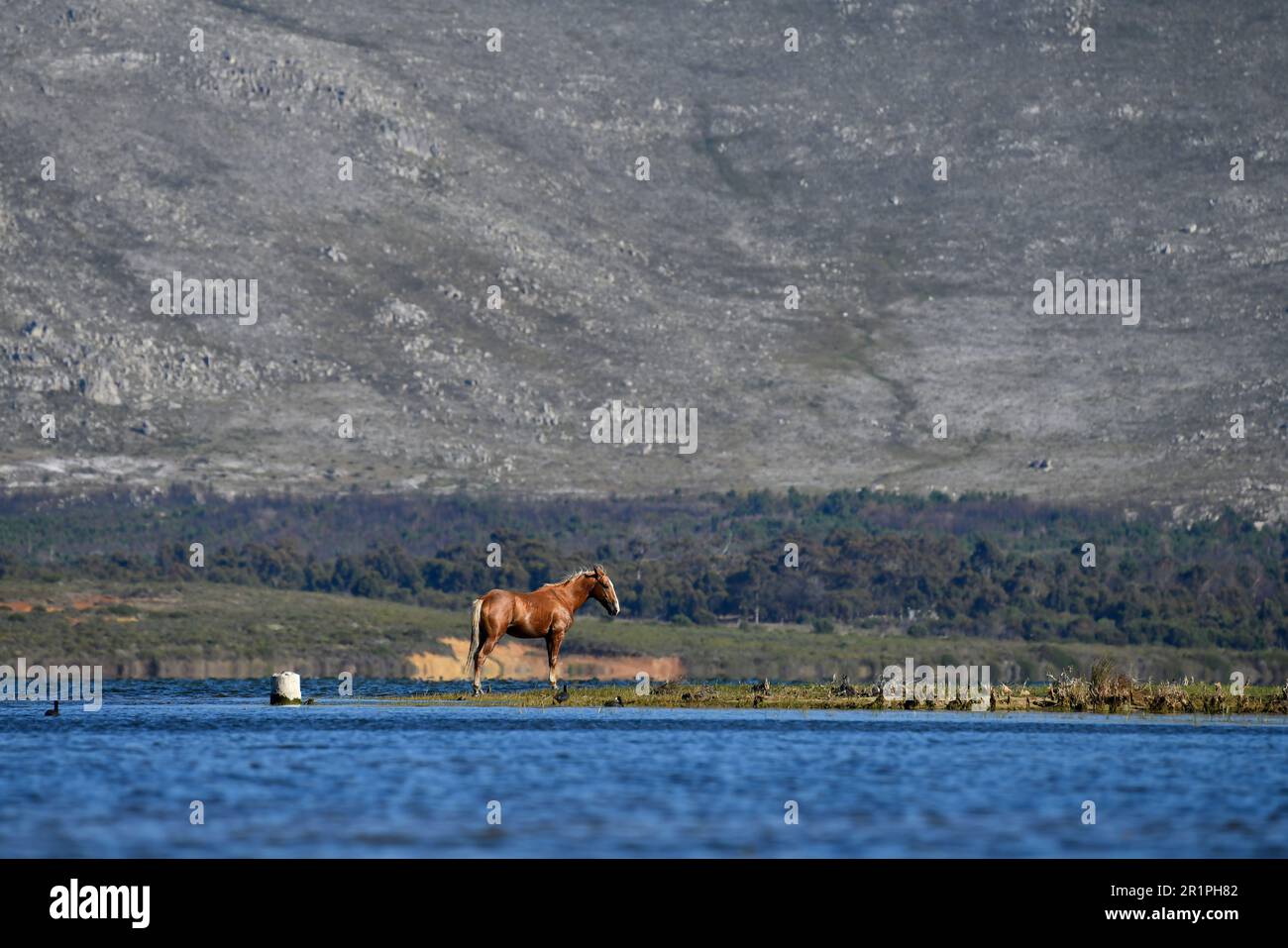 Wild horse in the bot river hi-res stock photography and images - Alamy