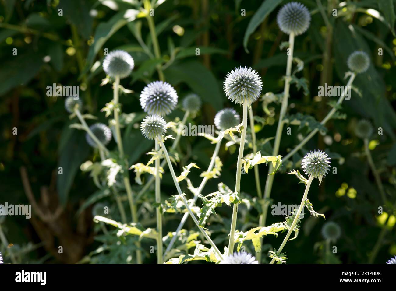 Blue ball thistle, thistle, Echinops, plant, botany, summer, nature ...