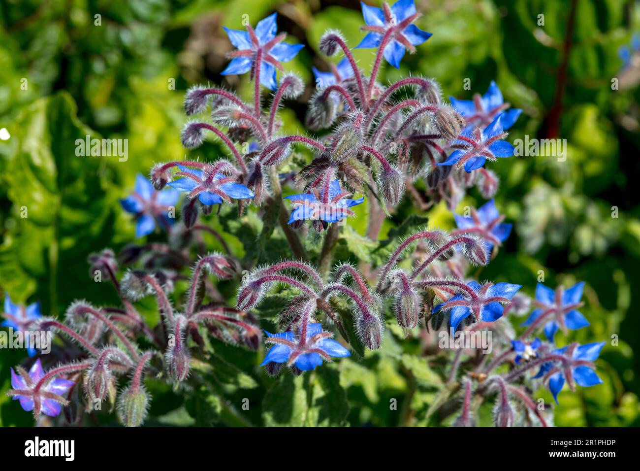 Blue garden plant, borage (Borago officinalis), plant, botany, summer ...
