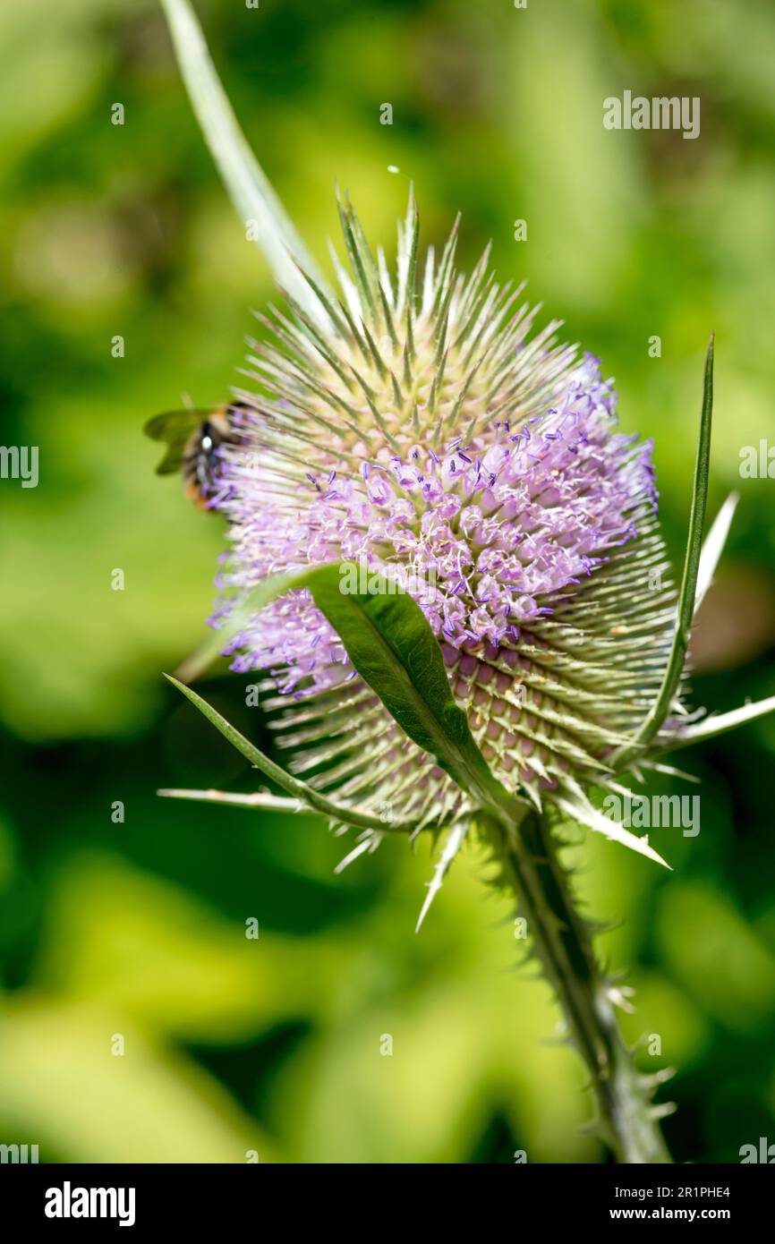 Bumblebee, nectar, suck, wild card, Dipsacus fullonum, thistle, plant ...
