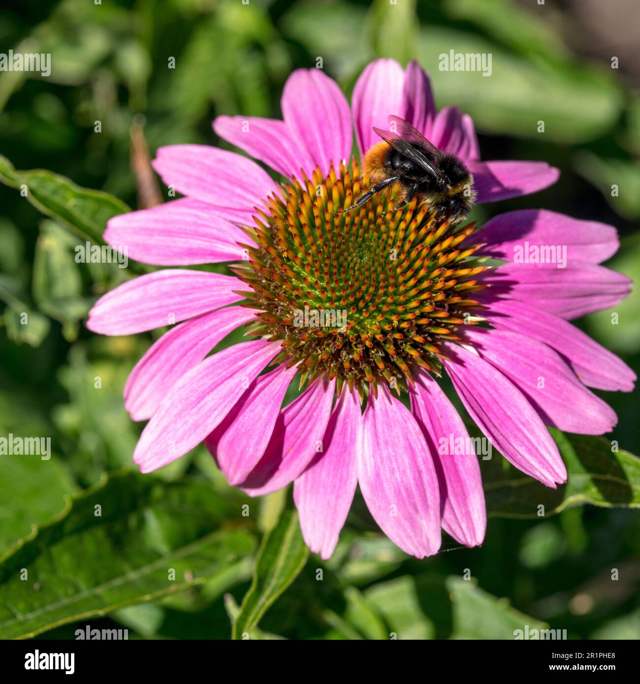 Margarita, bumblebee, nectar, suck, plant, botany, summer, nature ...