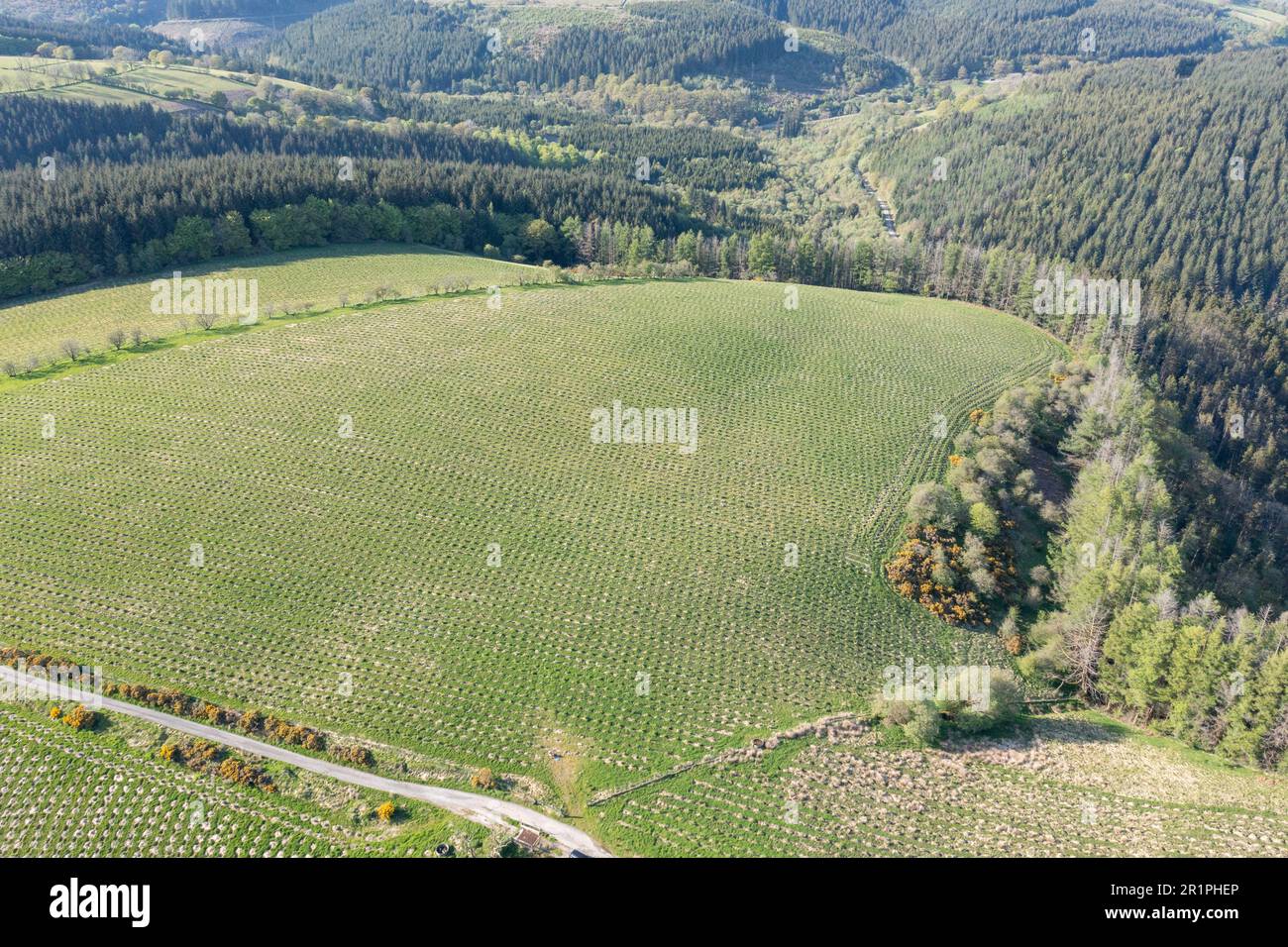 Wales forest planting tree hi-res stock photography and images - Alamy