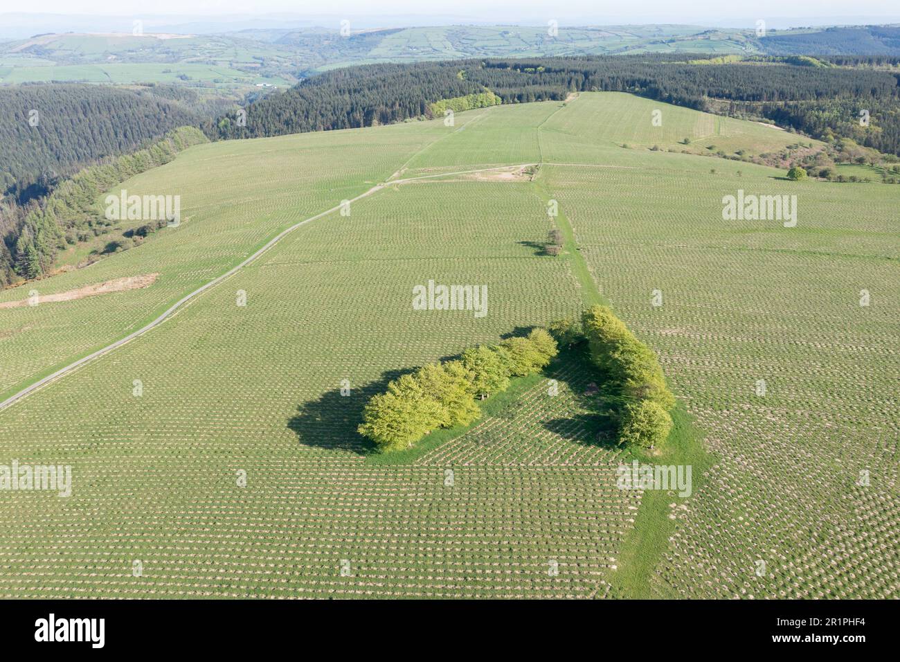 Wales forest planting tree hi-res stock photography and images - Alamy