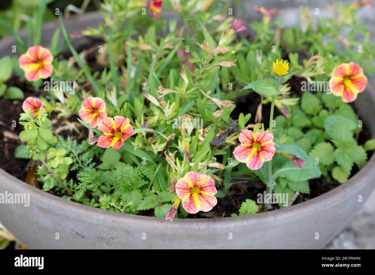 Rose, blossom, buds, blooming, close-up, flower, botany, flora, summer ...