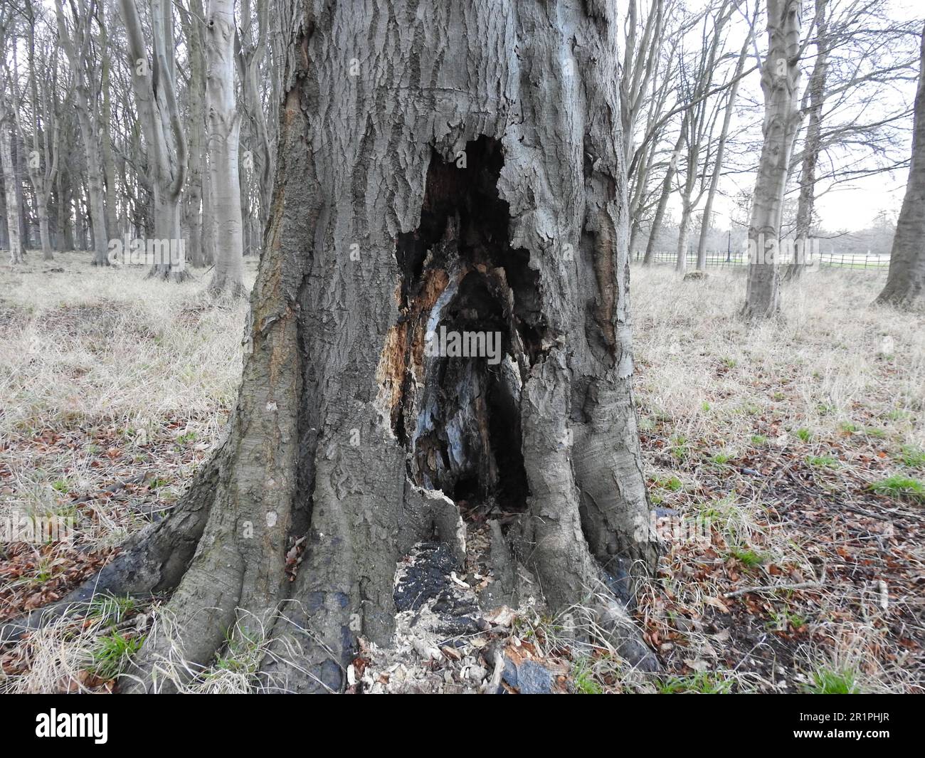 An old tree jagged with corrosion Stock Photo - Alamy