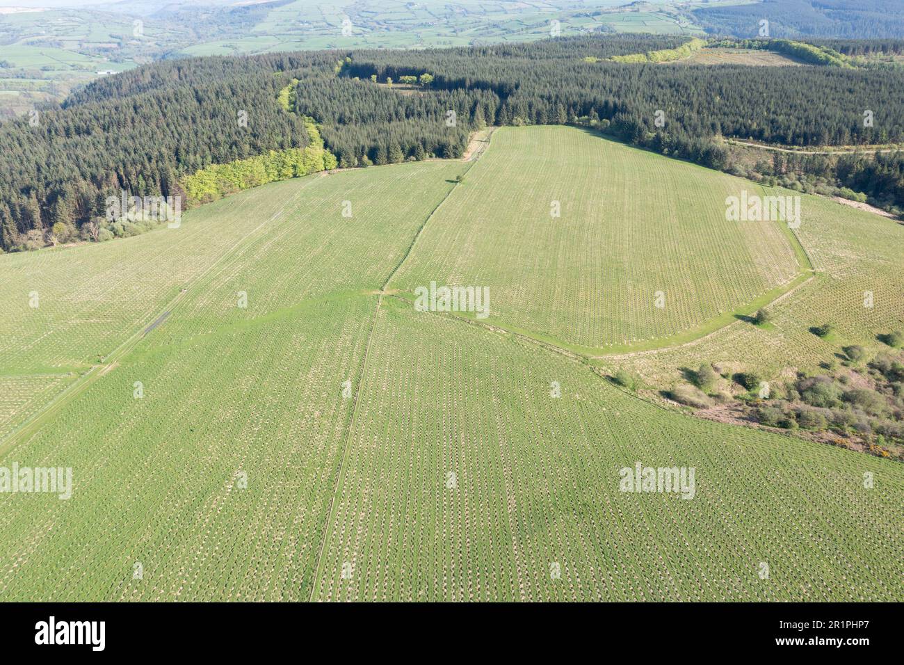 Sycamore farm hi-res stock photography and images - Alamy