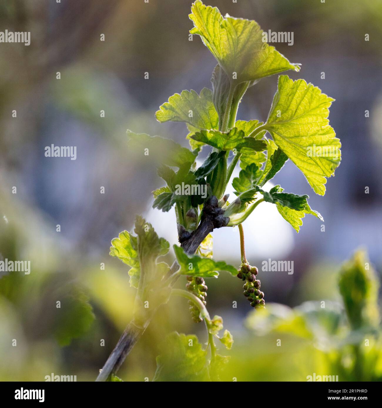 Currant, buds, leaves, backlight, close-up, botany, detail, still life ...