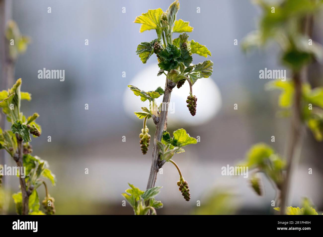 Currant, buds, leaves, backlight, close-up, botany, detail, still life ...