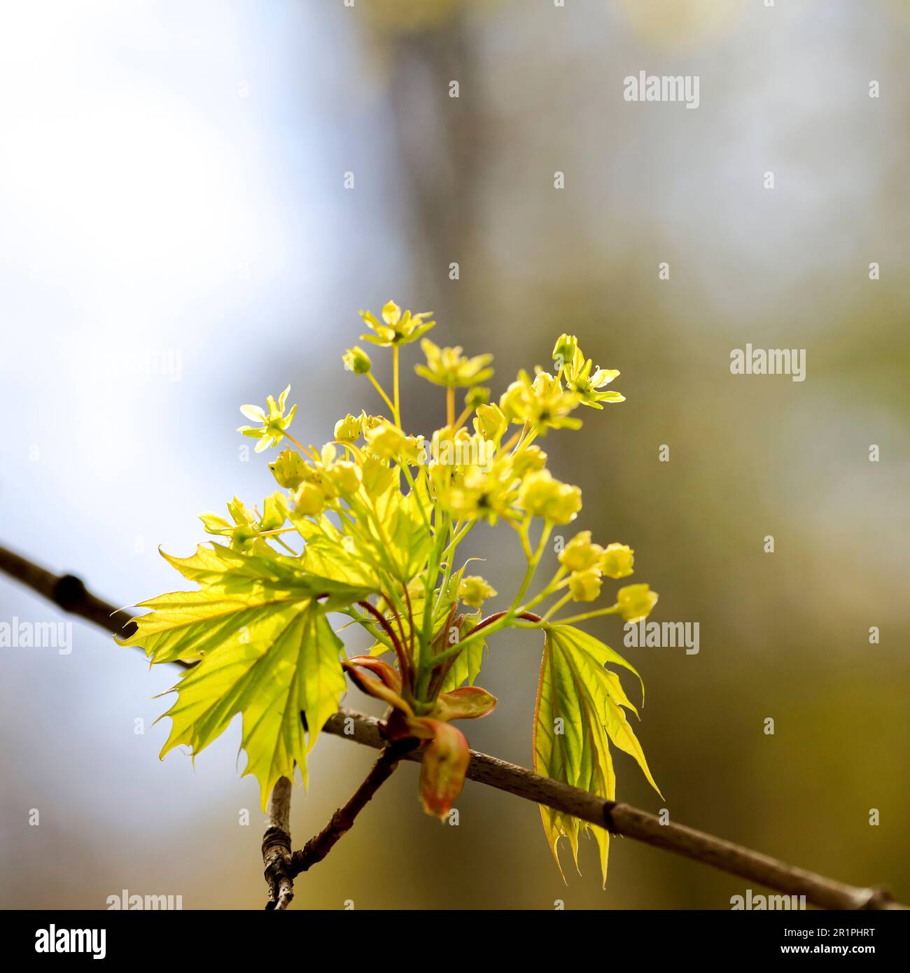 Leaves, buds, backlight, close-up, botany, texture, background, detail ...