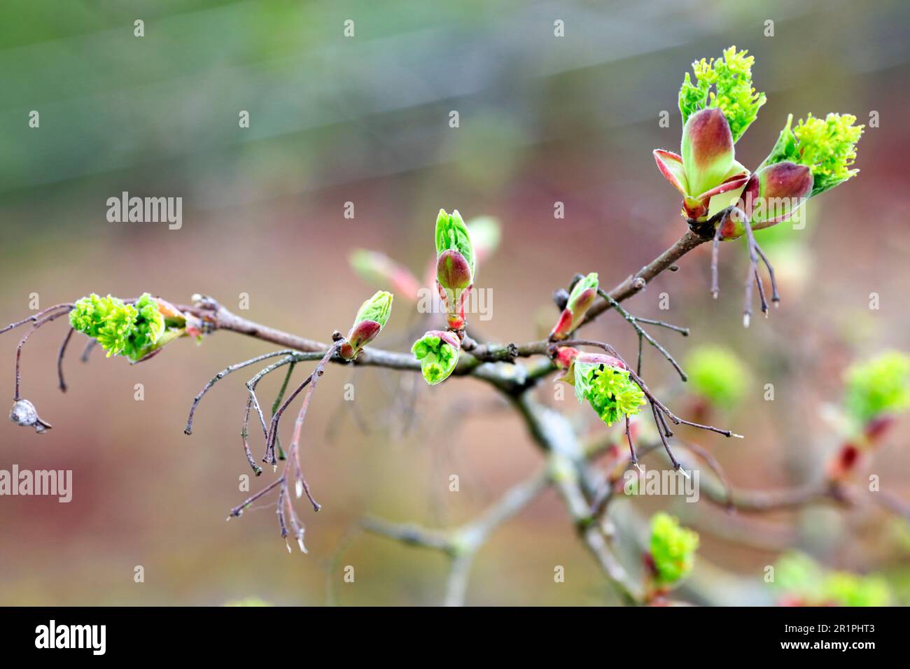 Leaves, buds, backlight, close-up, botany, texture, background, detail ...