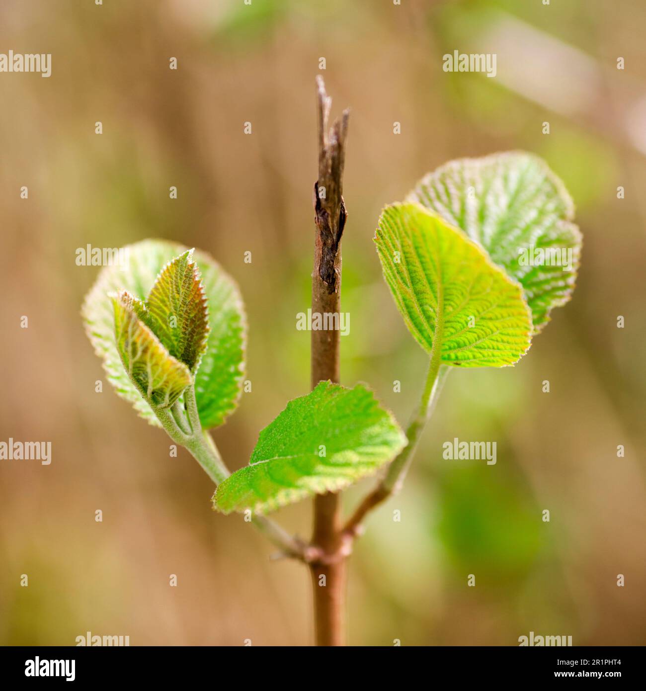Leaves backlit, close-up, botany, texture, background, detail, still ...