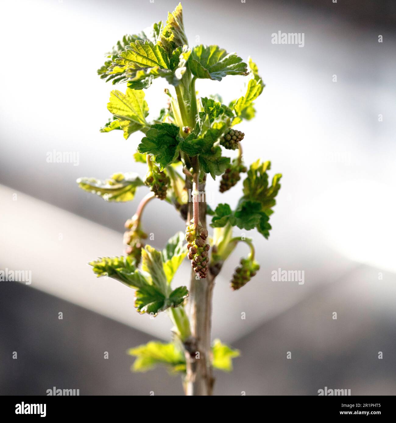 Currant, buds, leaves, backlight, close-up, botany, detail, still life ...