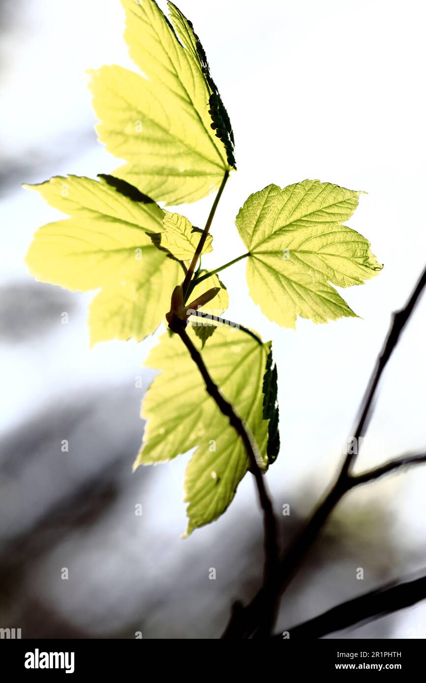 Leaves backlit, close-up, botany, texture, background, detail, still ...