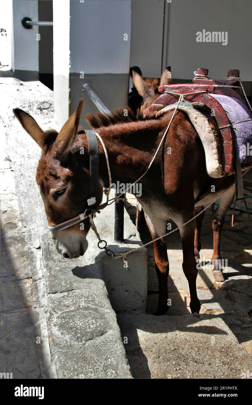 Donkeys waiting for tourists, mounts, Lindos, Rhodes, Greece Stock ...