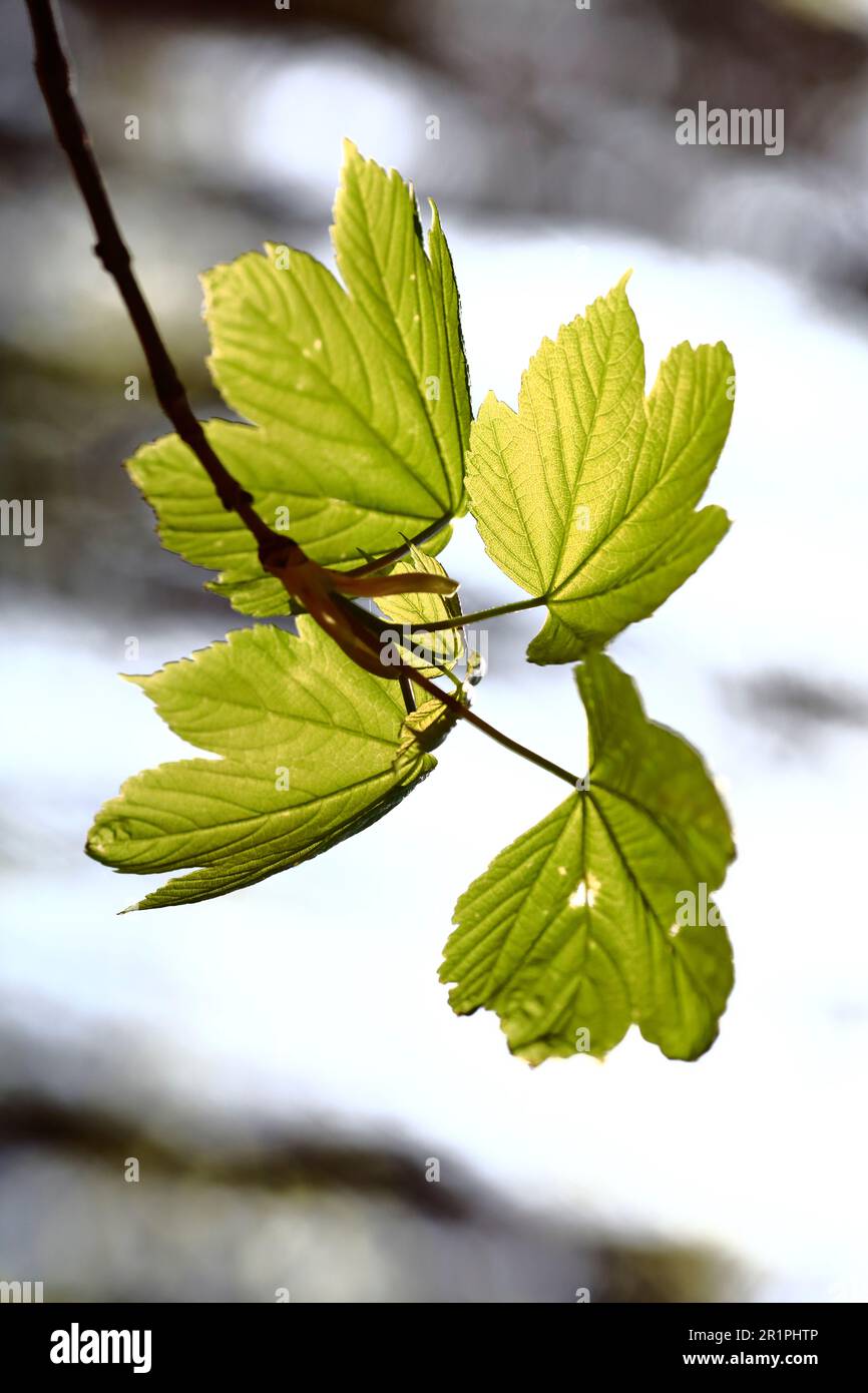 Leaves backlit, close-up, botany, texture, background, detail, still ...