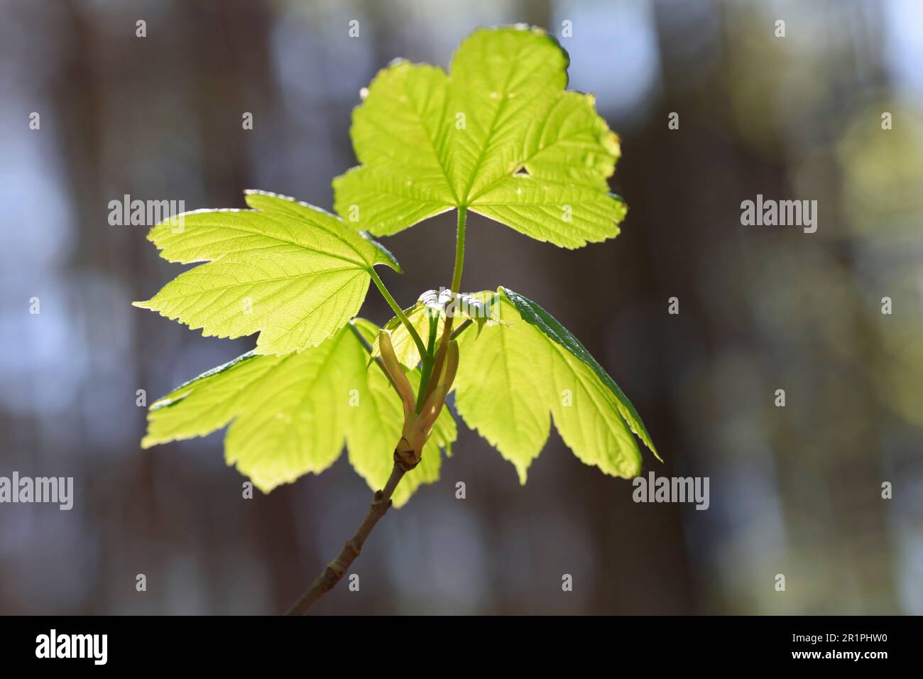 Leaves backlit, close-up, botany, texture, background, detail, still ...