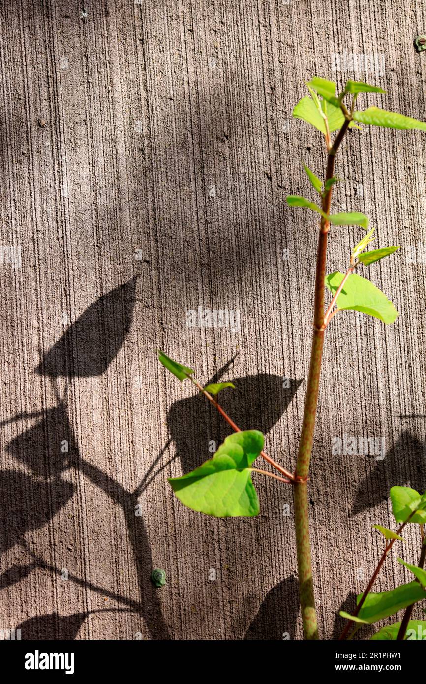 Plant stem, leaves, close-up, botany, texture, background, detail ...