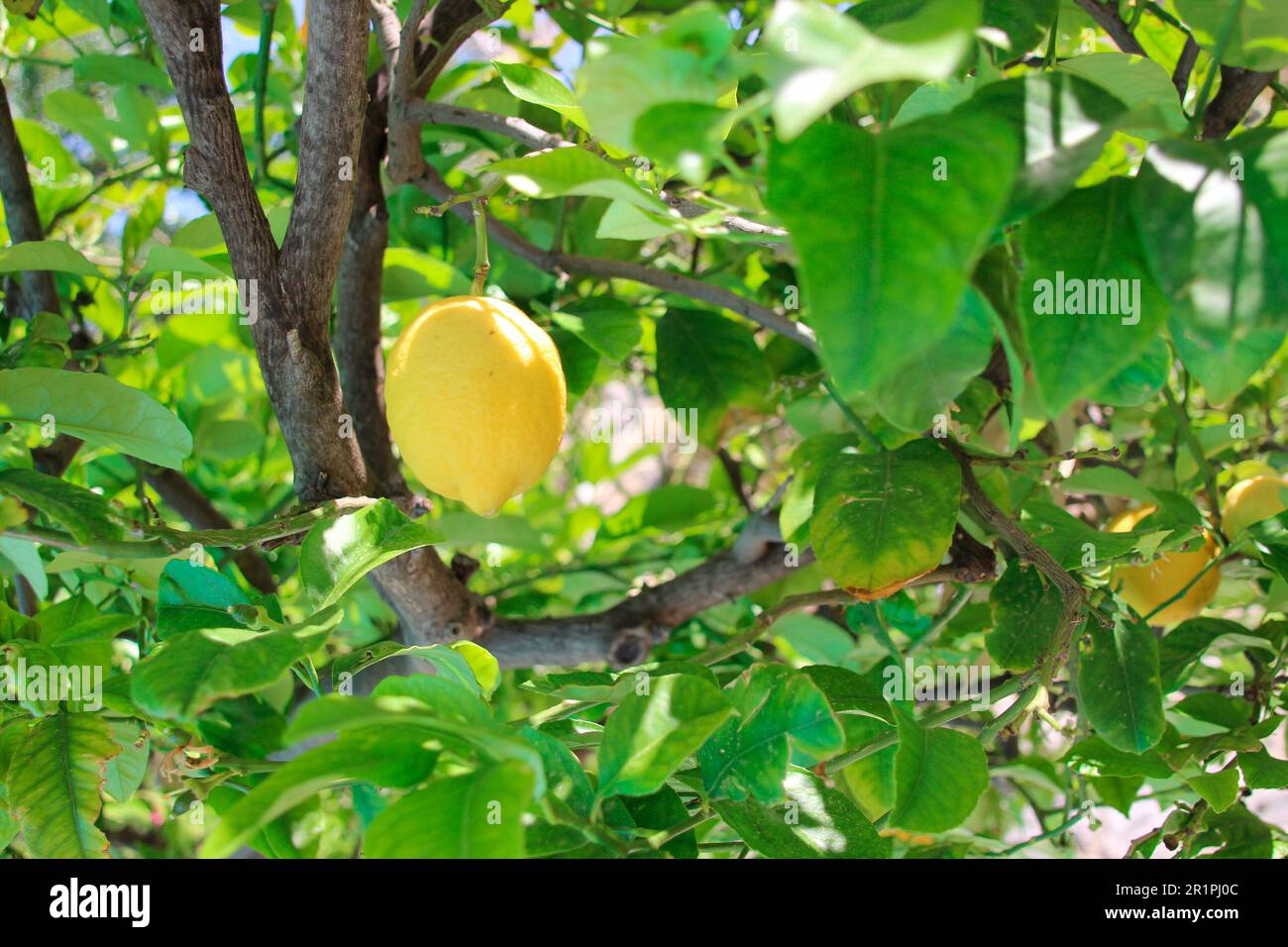 Ripe lemon on tree, lemon tree, close up, spring, Lindos, Rhodes ...