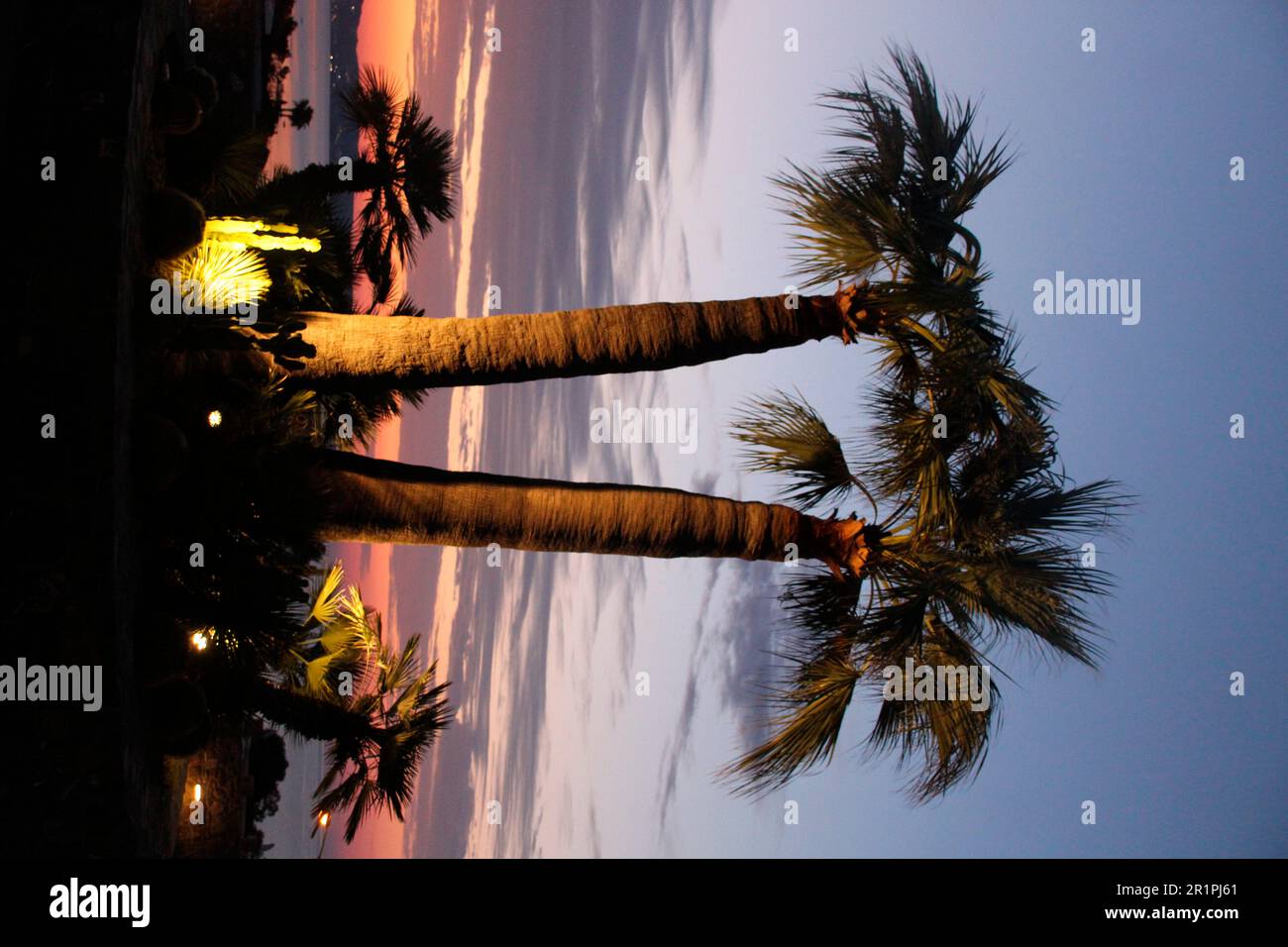 Group of palm trees in the sunrise at the beach near Kiotari, Rhodes ...