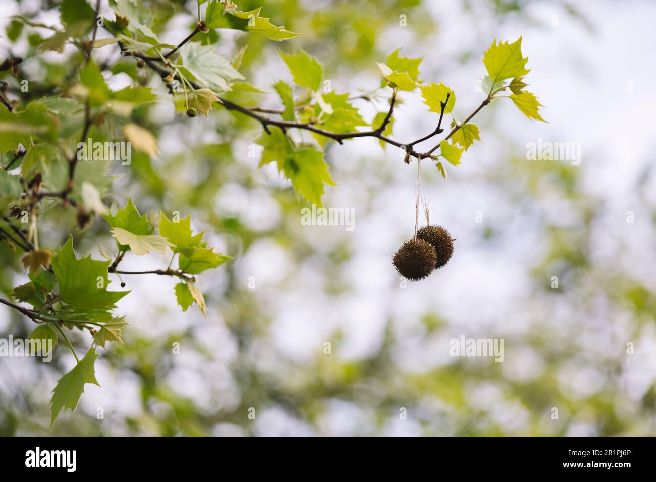 Maple-leaved plane tree Stock Photo - Alamy