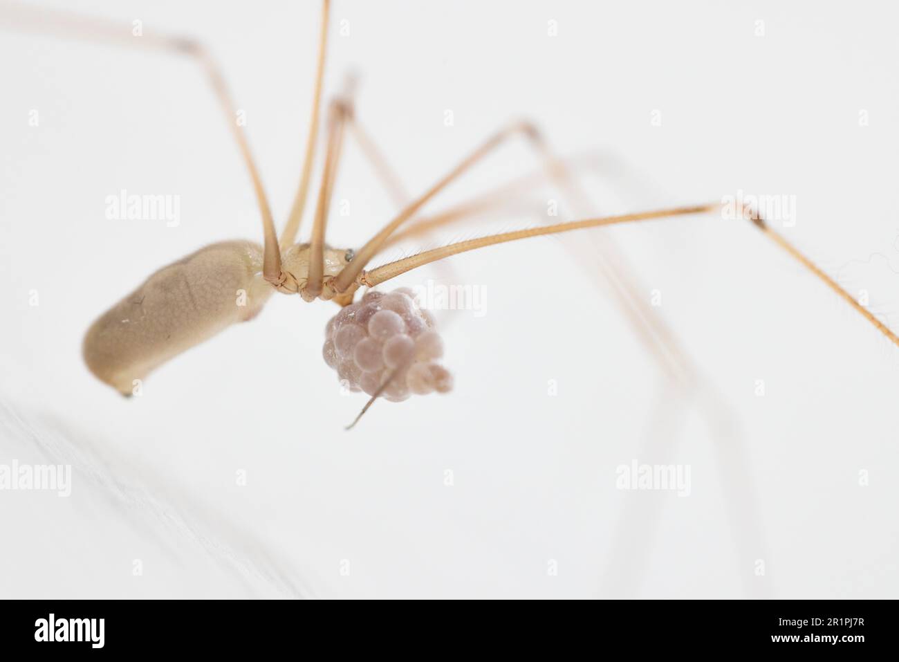 trembling spider, pholcida, eggs, brood care Stock Photo - Alamy