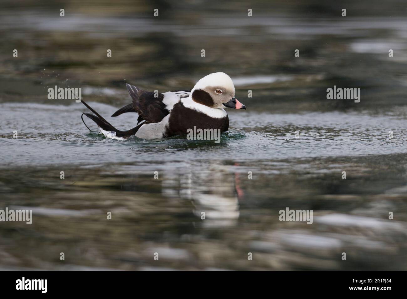 Stylish duck hi-res stock photography and images - Alamy