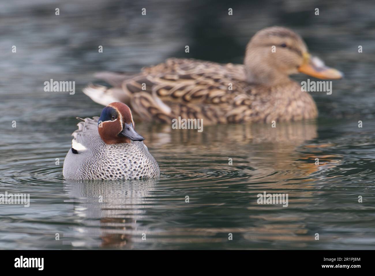 Duck, teal, Anas crecca, drake Stock Photo - Alamy