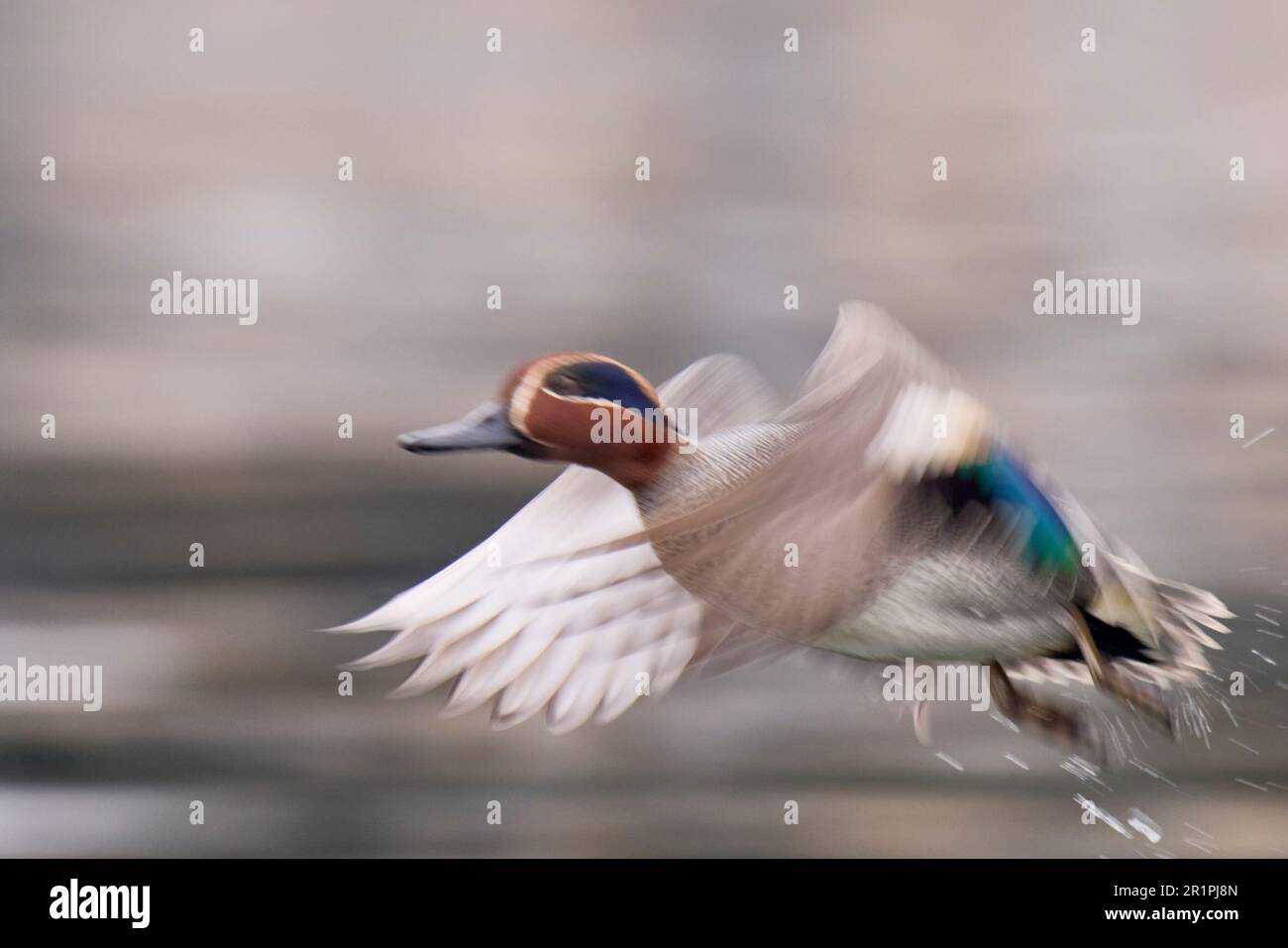 Drake flying home hi-res stock photography and images - Alamy