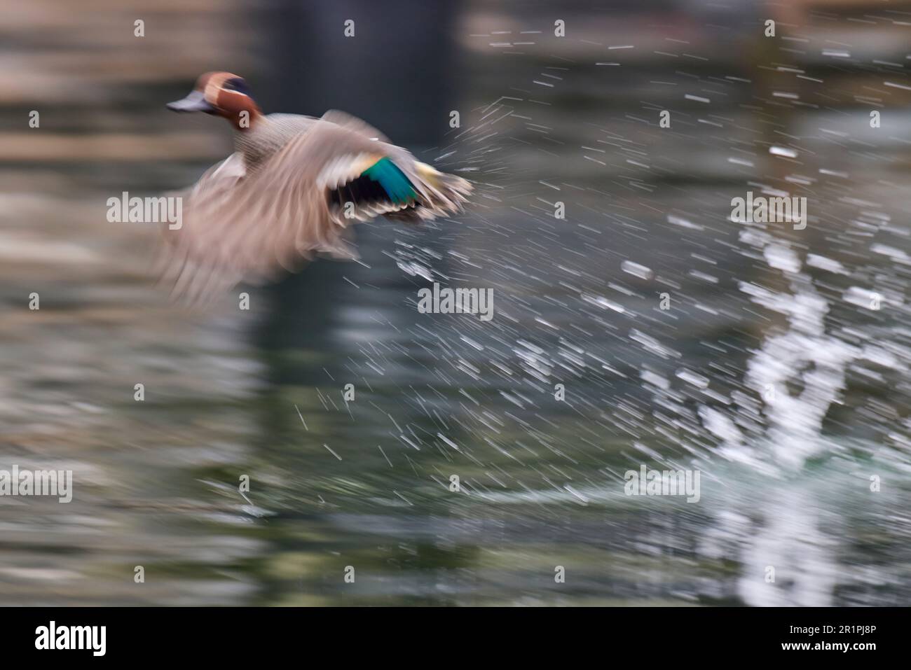 Drake flying home hi-res stock photography and images - Alamy