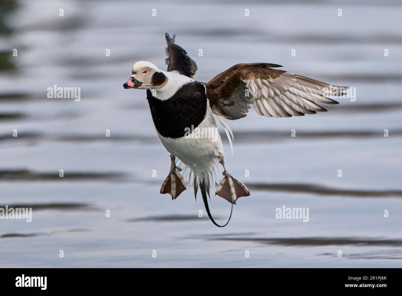 Long-tailed duck, Clangula hyemalis, flying, in flight Stock Photo - Alamy
