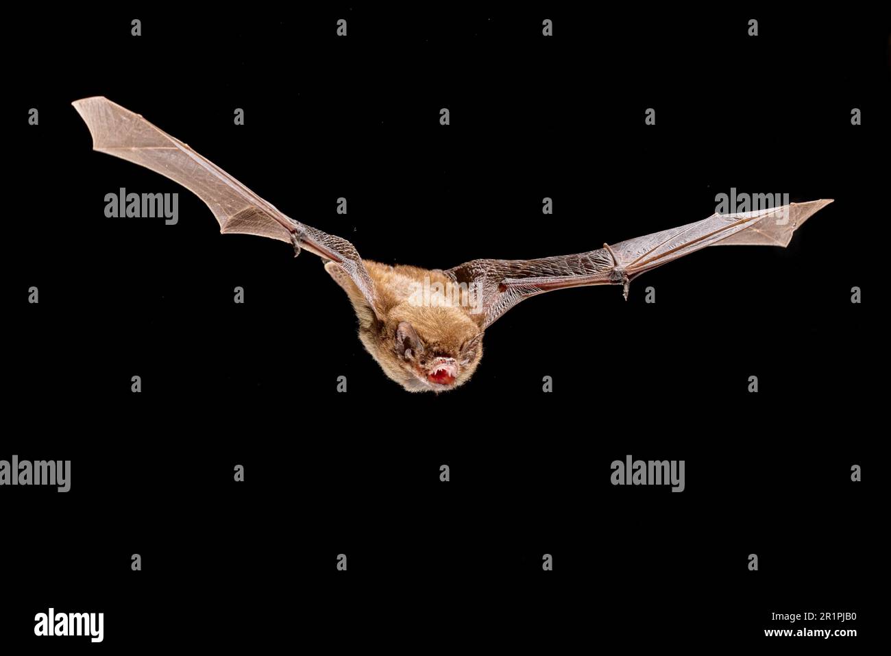 Bat, rough-skinned bat, Pipistrellus nathusii, in flight Stock Photo ...