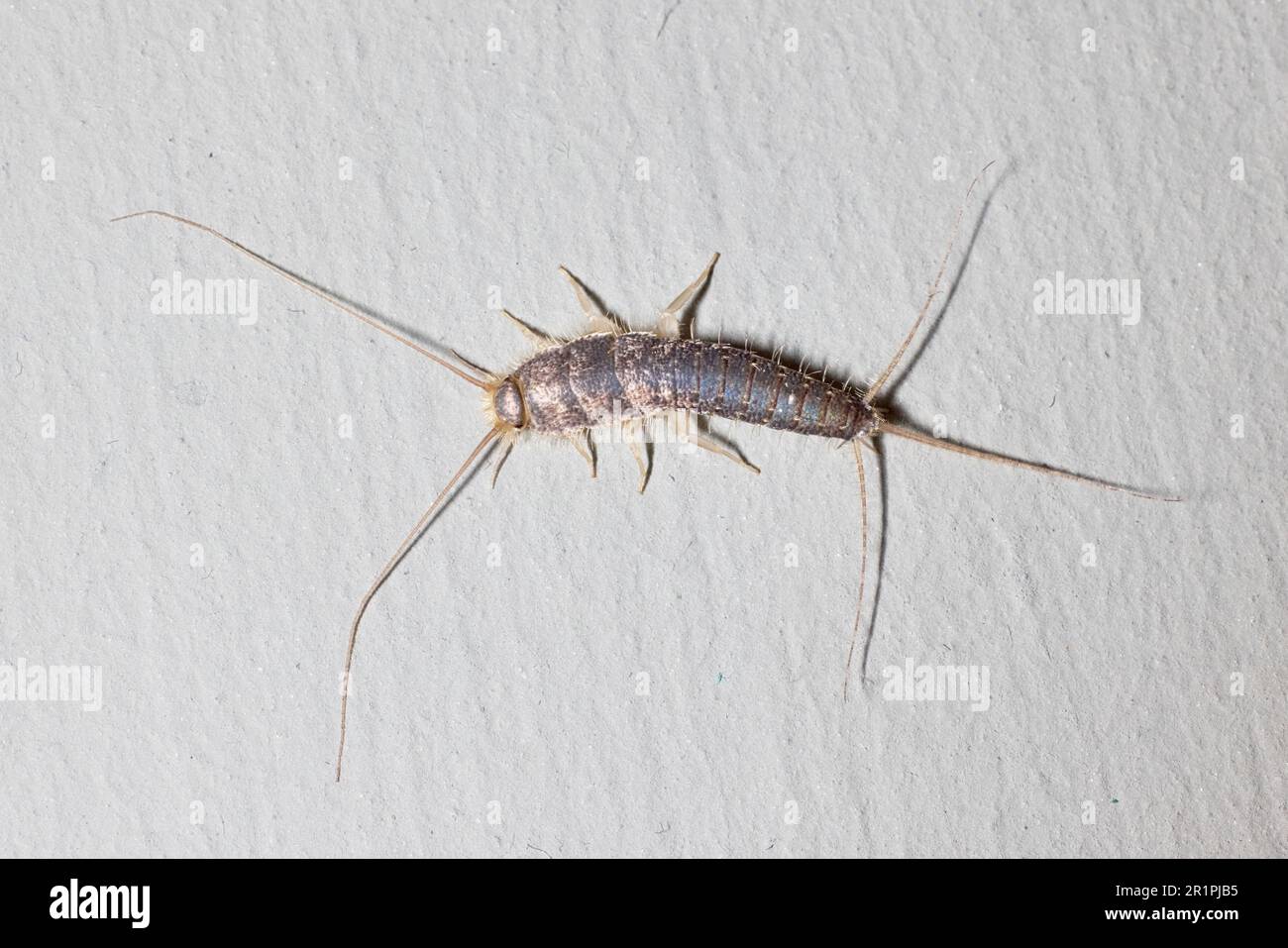 Paper silverfish hi-res stock photography and images - Alamy