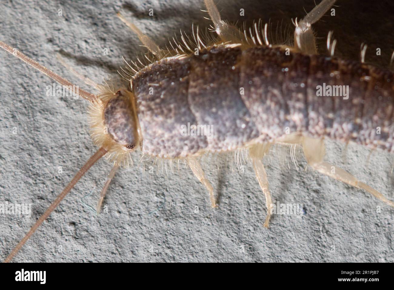 paper silverfish, Ctenolepisma longicaudatum Stock Photo - Alamy