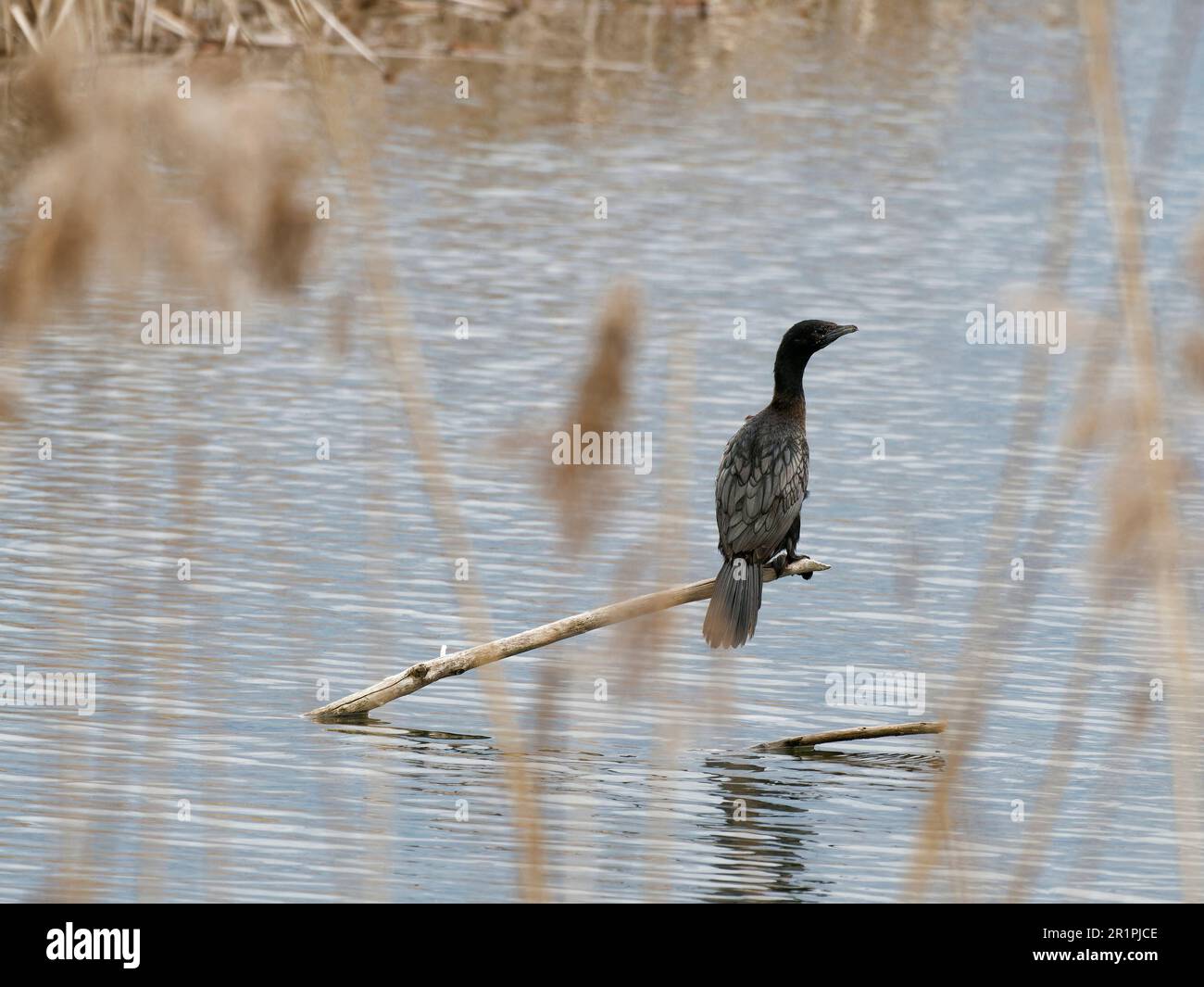 Pygmy Cormorant, Microcarbo pygmeus, Phalacrocorax pygmeus Stock Photo ...