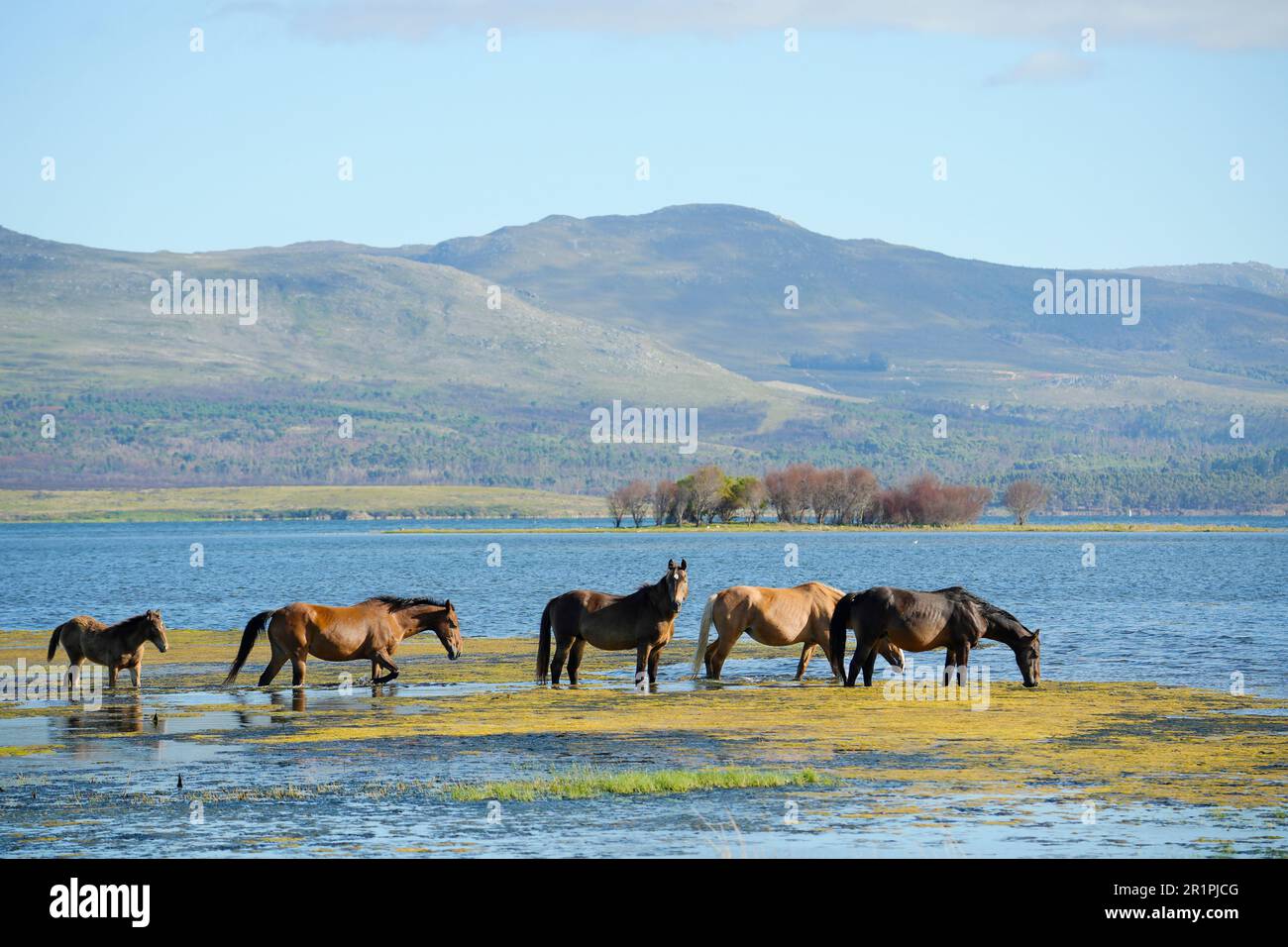 Wild horse in the bot river hi-res stock photography and images - Alamy
