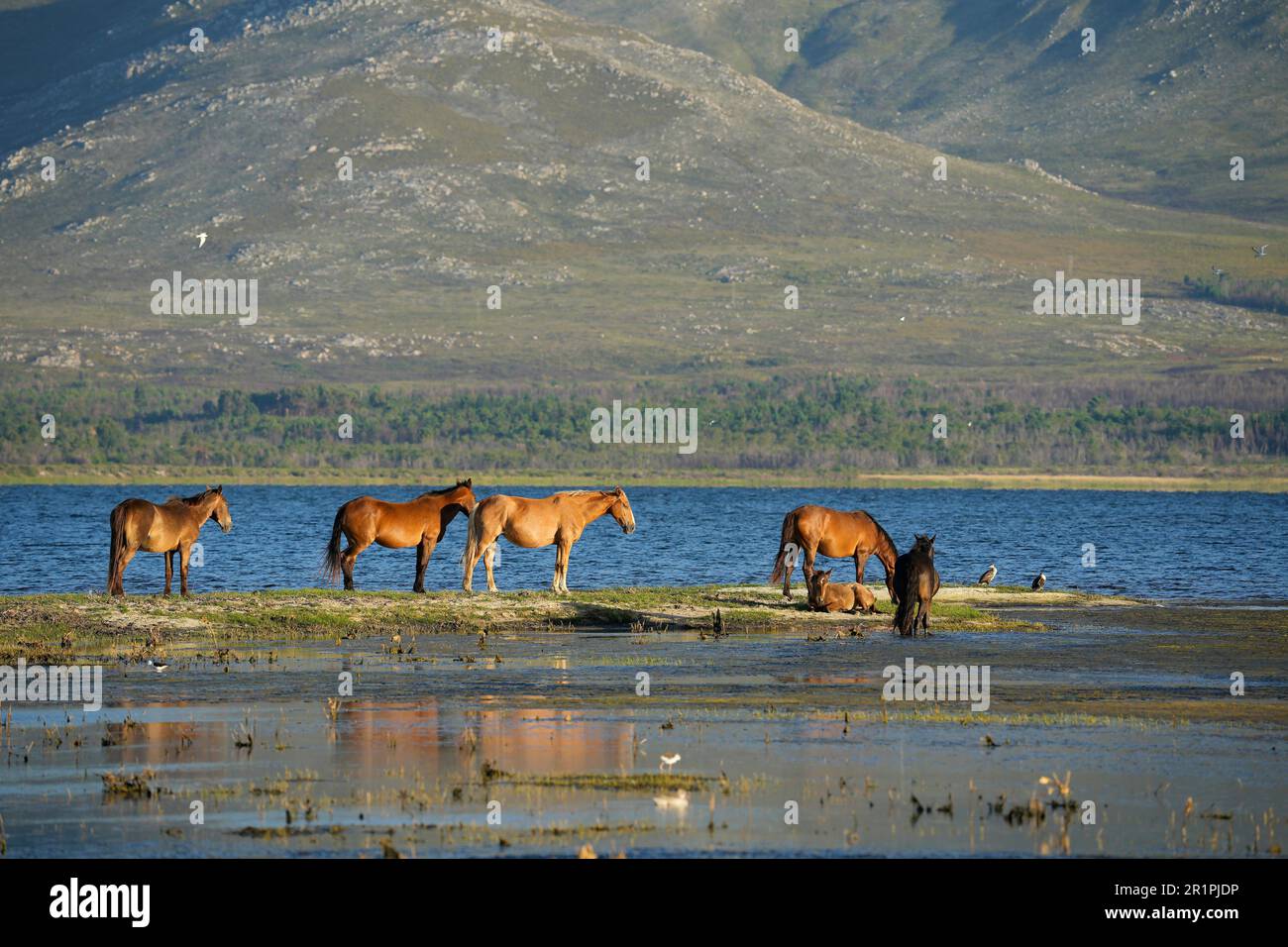 Feral horses in the bot river hi-res stock photography and images - Alamy
