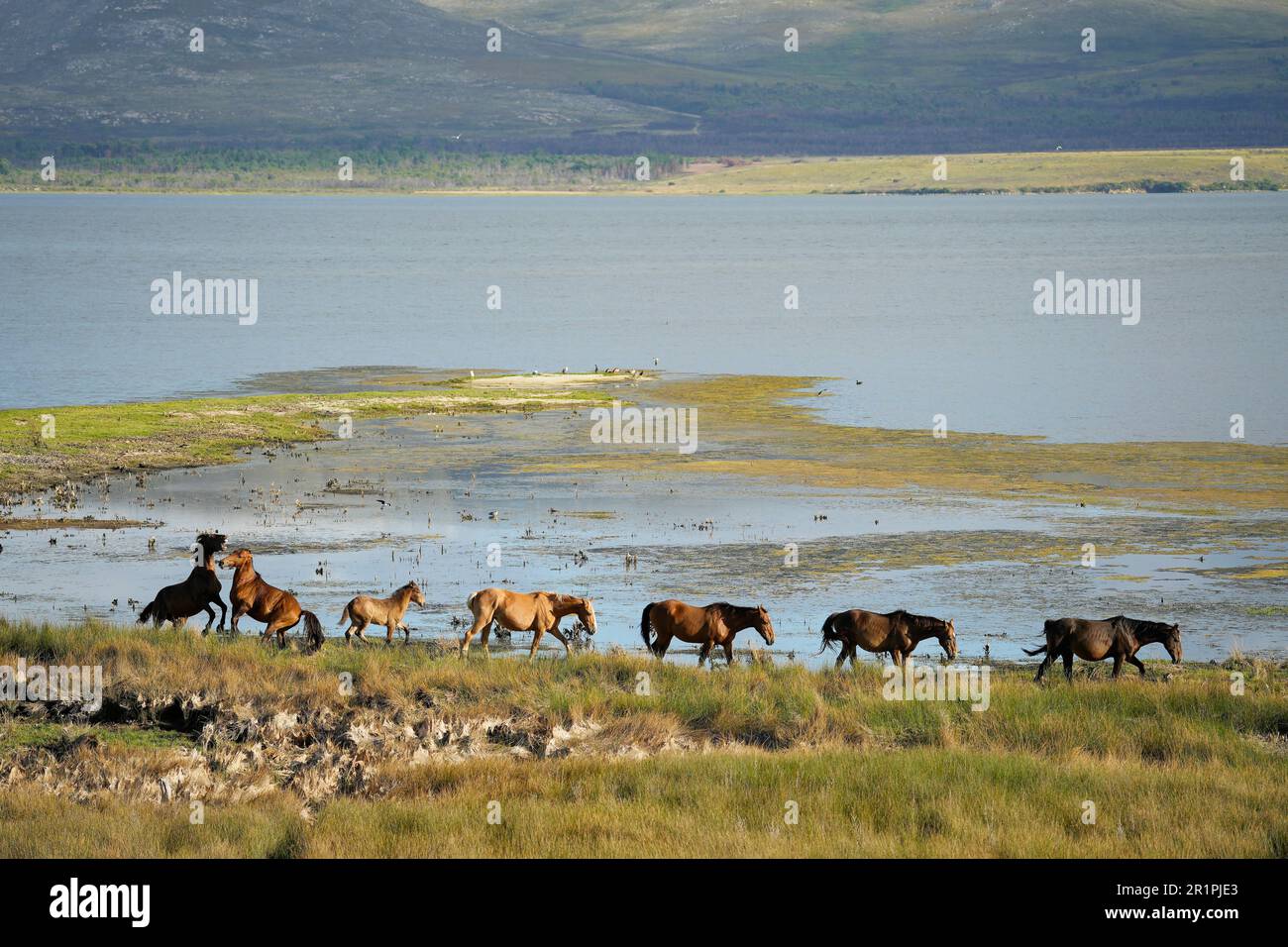 Bot river wetland hi-res stock photography and images - Alamy