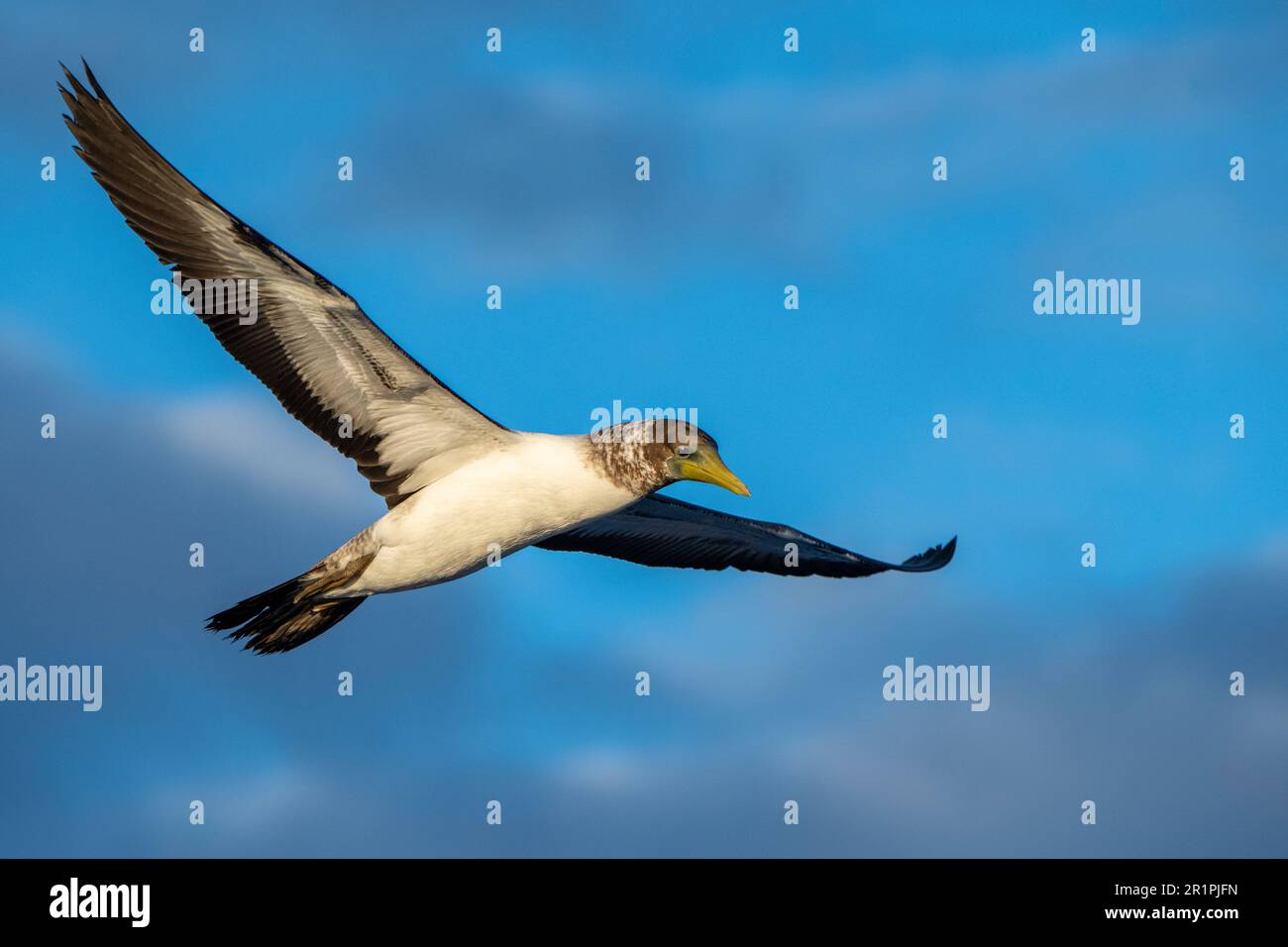 Chile, Pacific Islands, Islas Salas Y Gomez aka Salas and Gomez Island ...