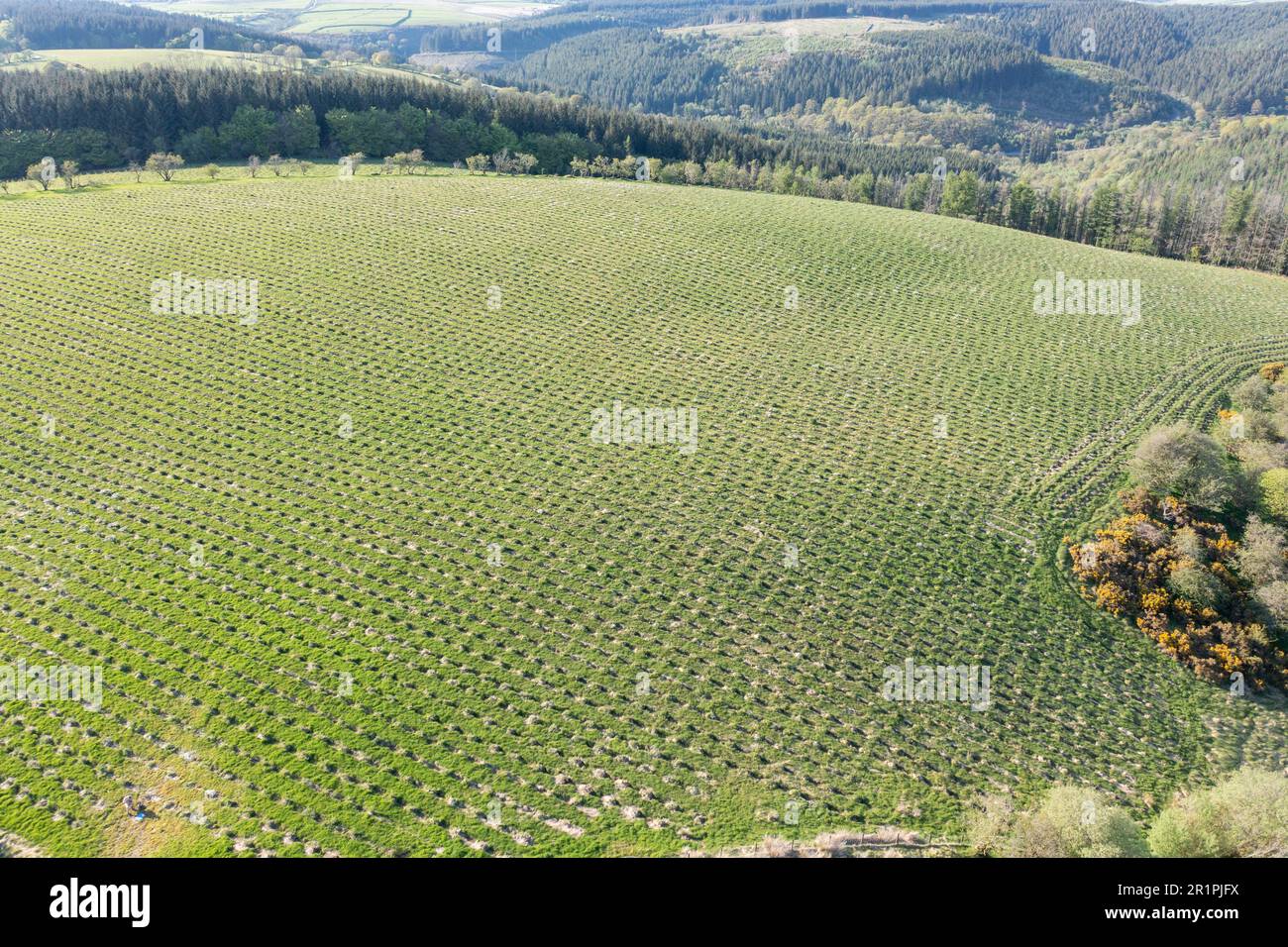 Wales forest planting tree hi-res stock photography and images - Alamy
