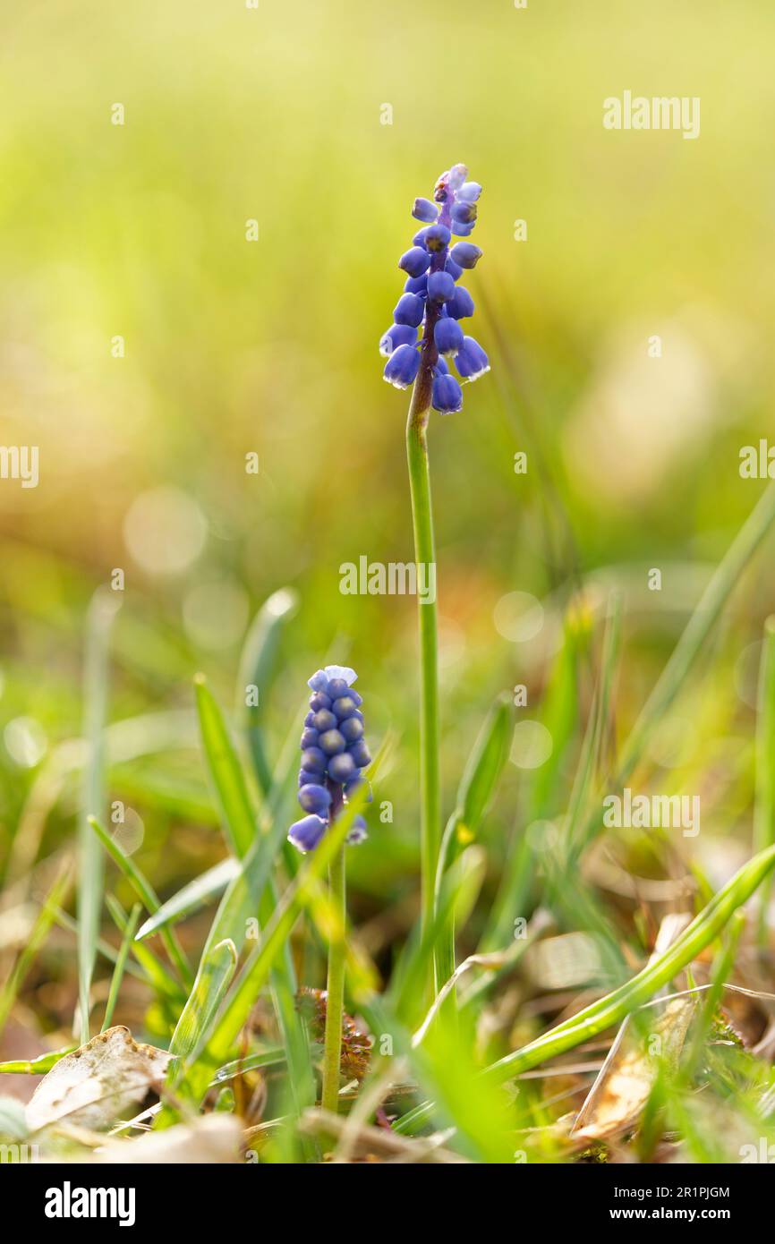 Small grape hyacinth, Muscari botryoides Stock Photo - Alamy
