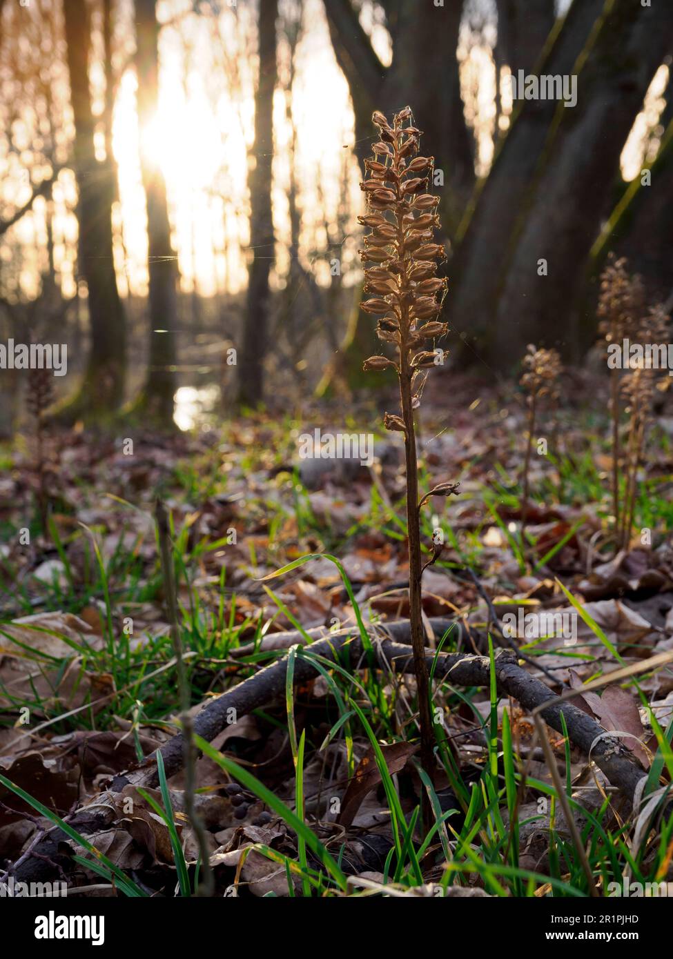 Backlit withered orchids in floodplain forest hi-res stock photography ... Backlit withered orchids in floodplain forest hi-res stock photography ...