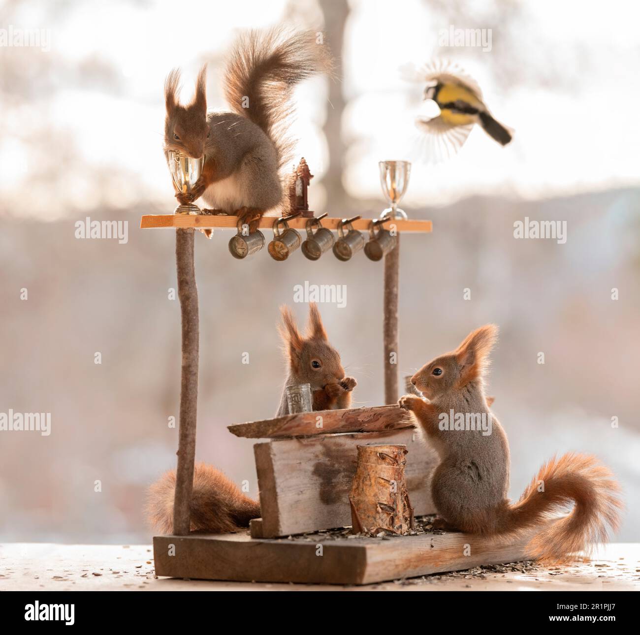 Red squirrels are standing in a bar Stock Photo - Alamy
