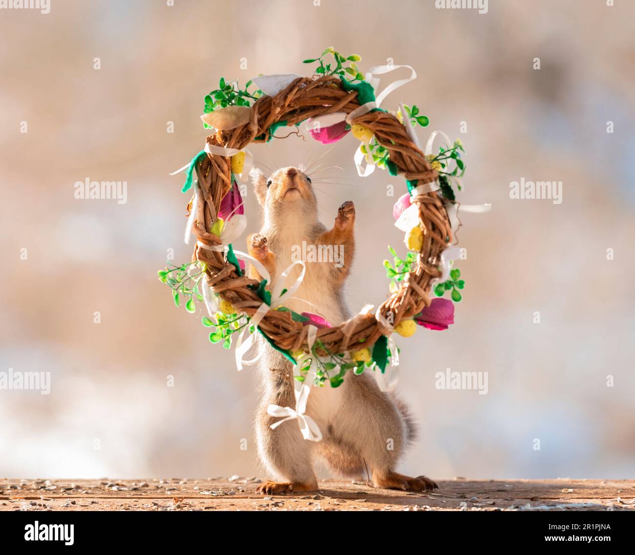 Congrats flower hi-res stock photography and images - Alamy